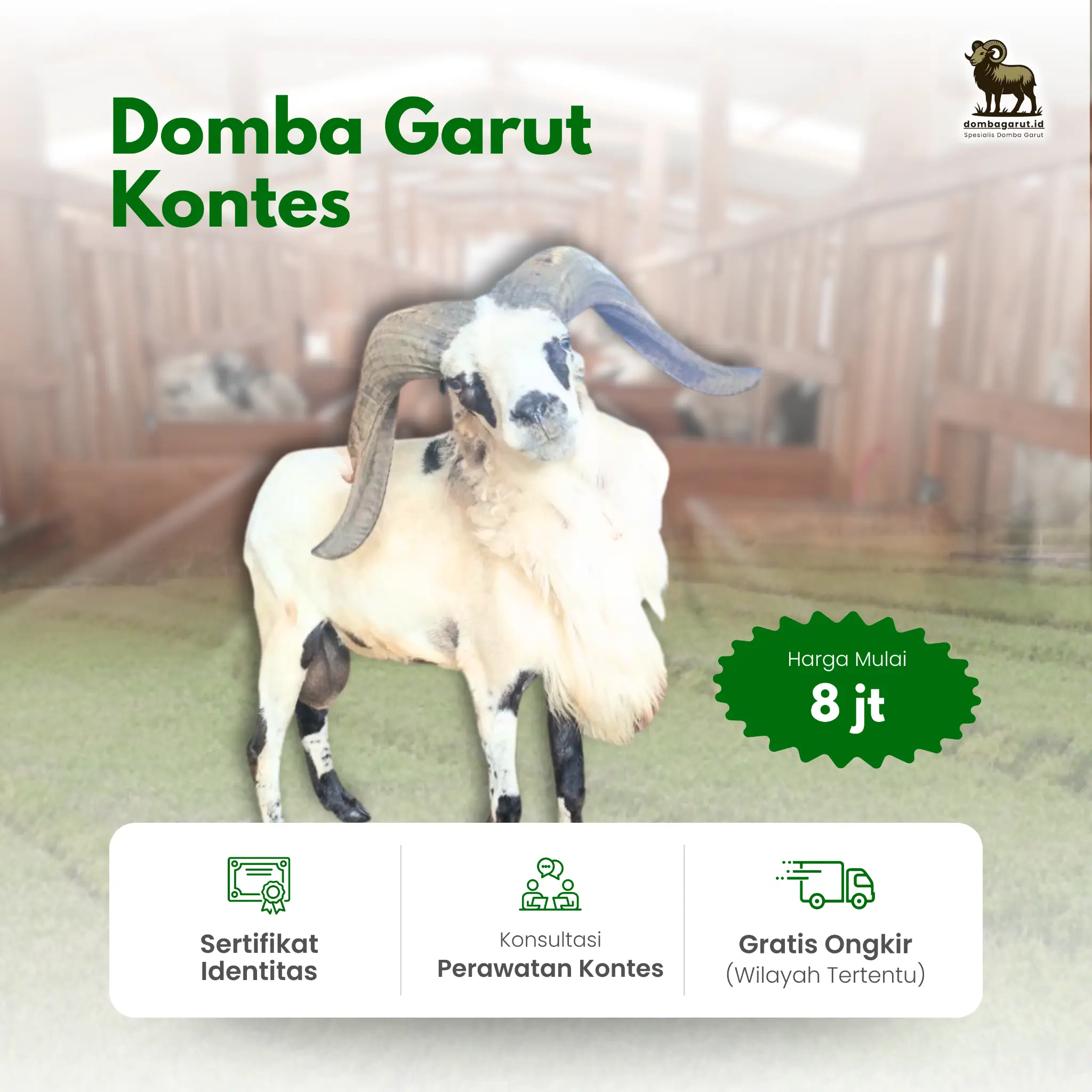 Domba Garut Kontes - Peternakan Domba Garut ID - Jual Bibit Domba Garut ...