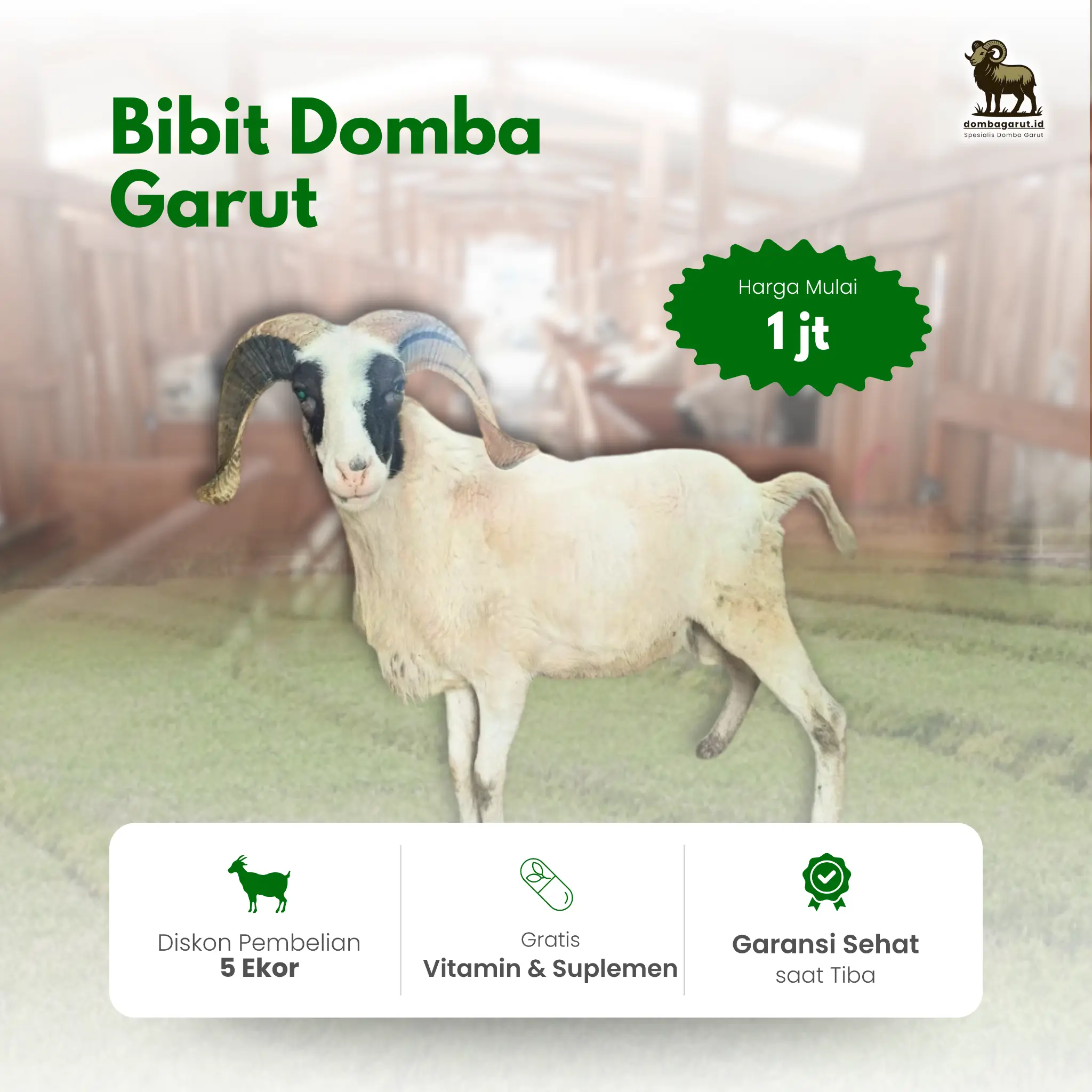 Bibit Domba Garut - Peternakan Domba Garut ID - Jual Bibit Domba Garut ...