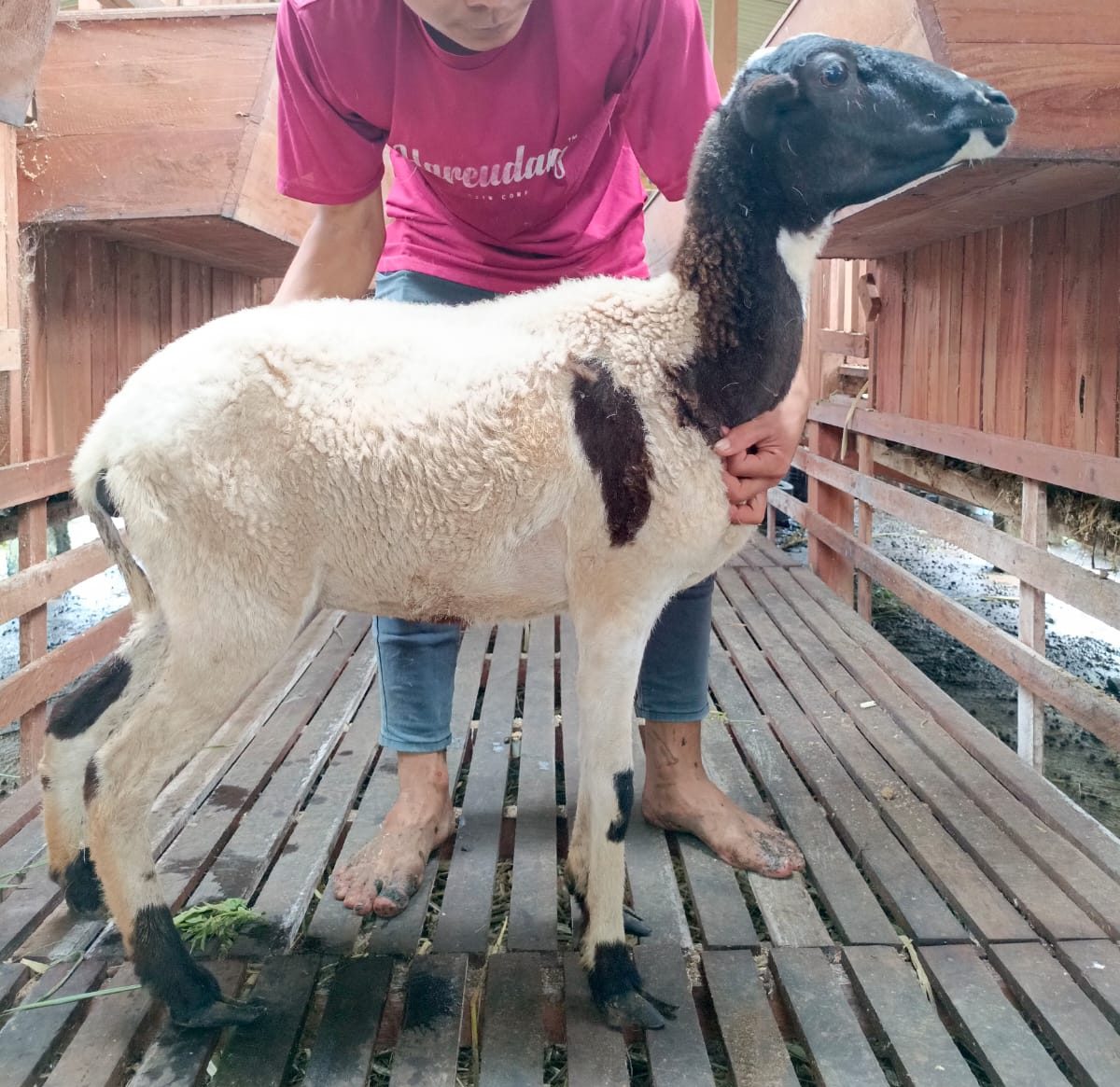 Peternakan Domba Garut ID - Jual Bibit Domba Garut, Qurban, Aqiqah ...