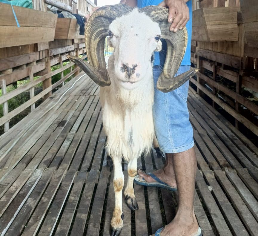 Bibit Domba Garut: Kenapa Harus Pilih yang Asli dan Unggul ...