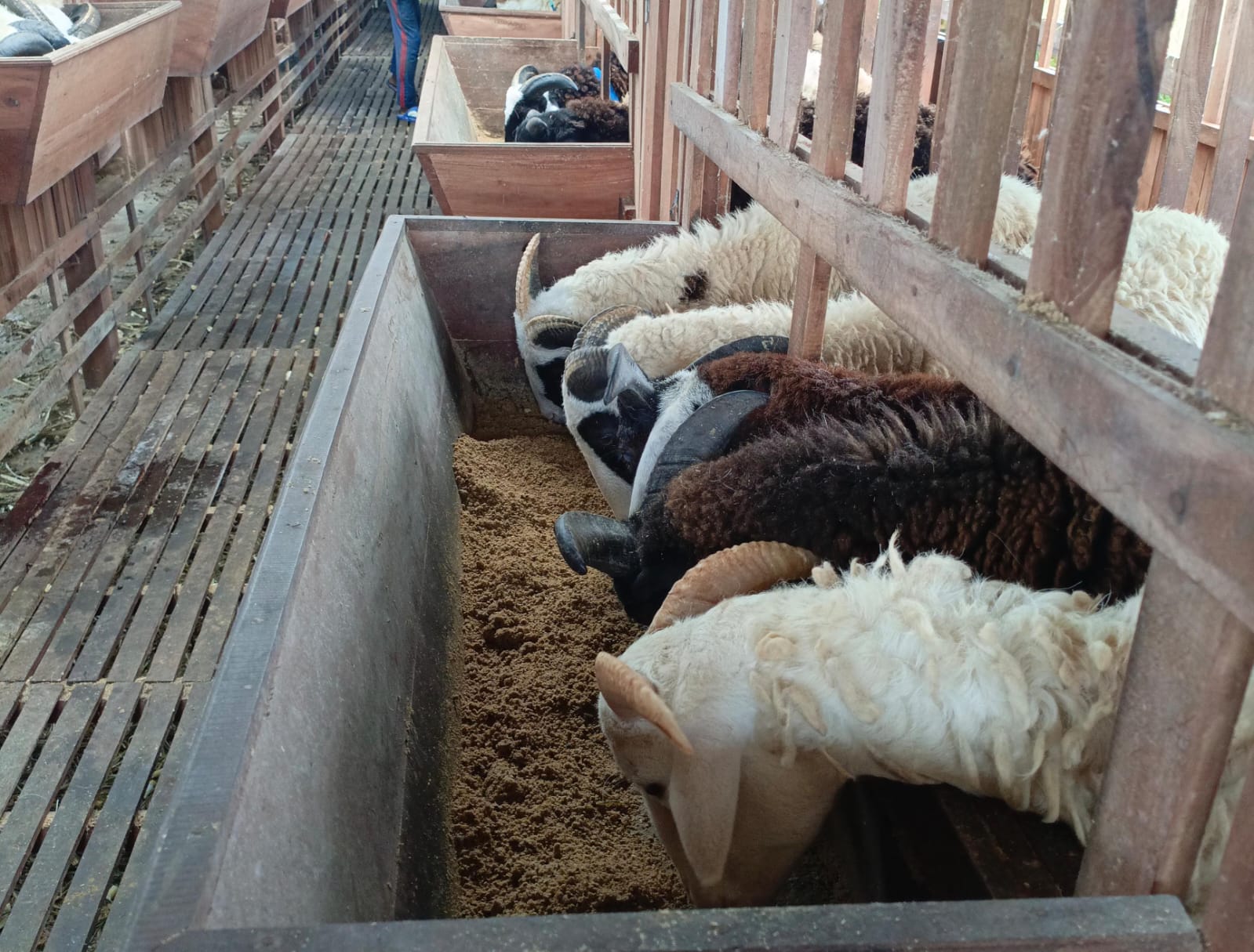 Panduan Lengkap Beternak Domba Garut untuk Pemula - Peternakan Domba ...