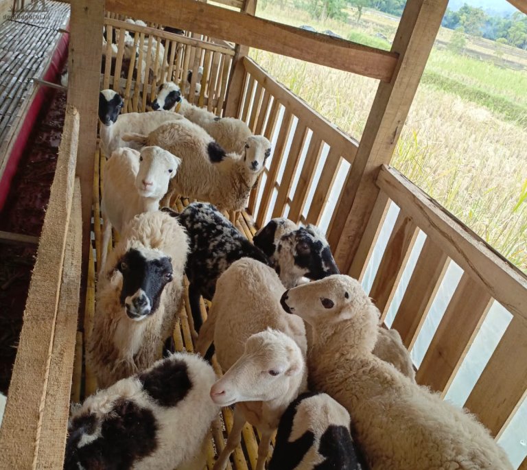 Panduan Lengkap Beternak Domba Garut untuk Pemula - Peternakan Domba Garut ID - Jual Bibit Domba ...