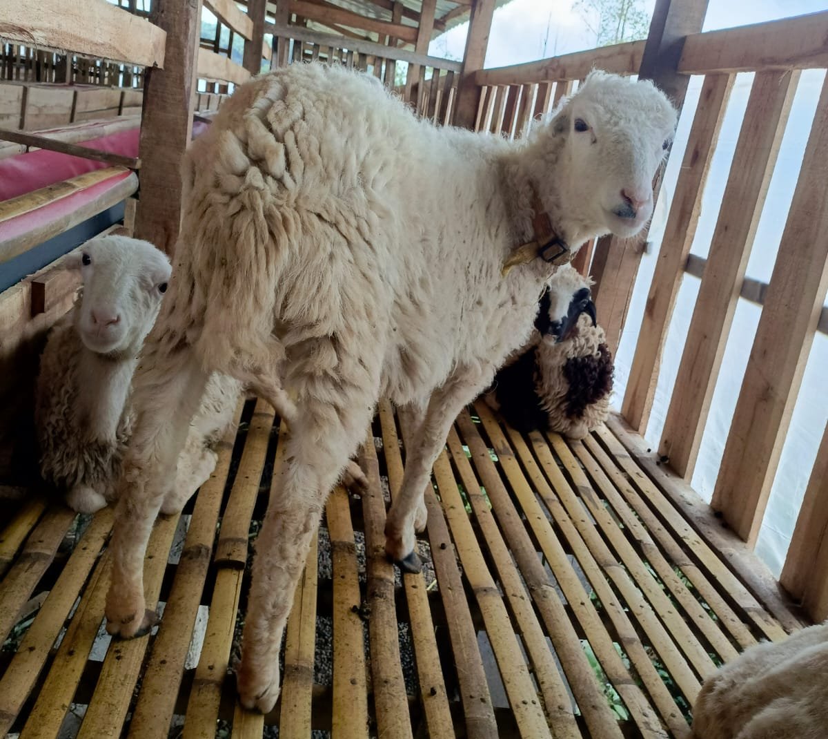 Harga Bibit Domba Garut Terbaru - Peternakan Domba Garut ID - Jual ...