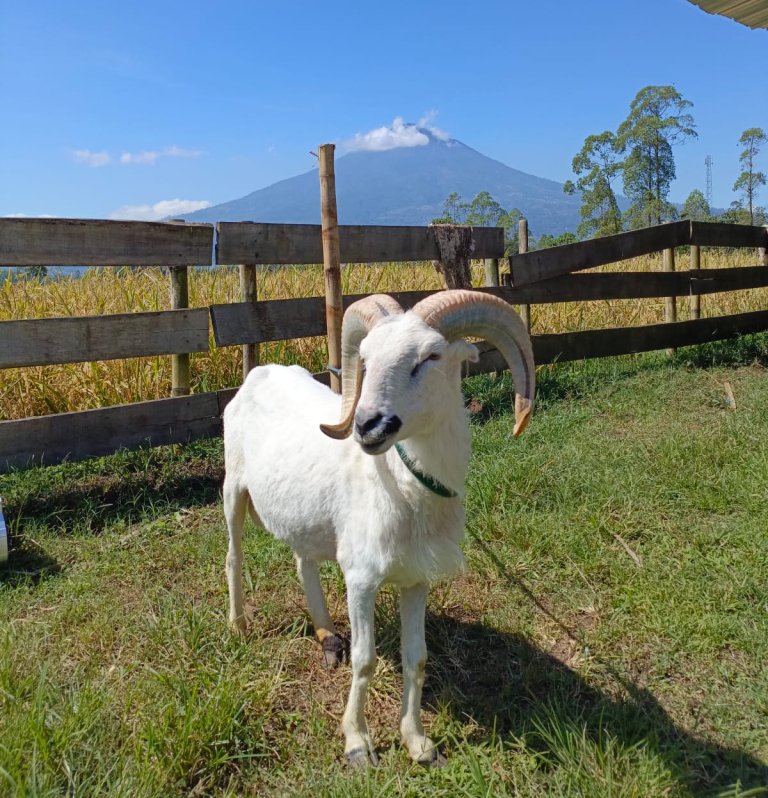 Mengenal Domba Garut: Pesona, Keunggulan, dan Panduan Lengkap bagi ...